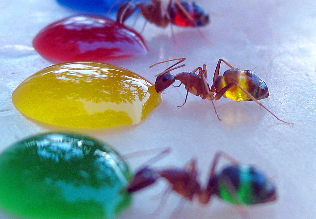 Joyspotting: rainbow ants